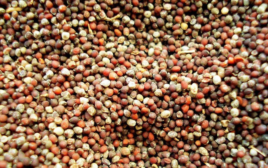Los beneficios que no conocías de la mostaza - Garpa Alimentación ...