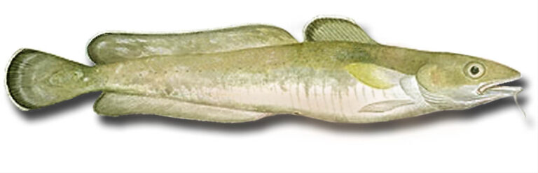 ¿Qué pescado es la maruca? - Garpa Alimentación - Almacenamiento y ...